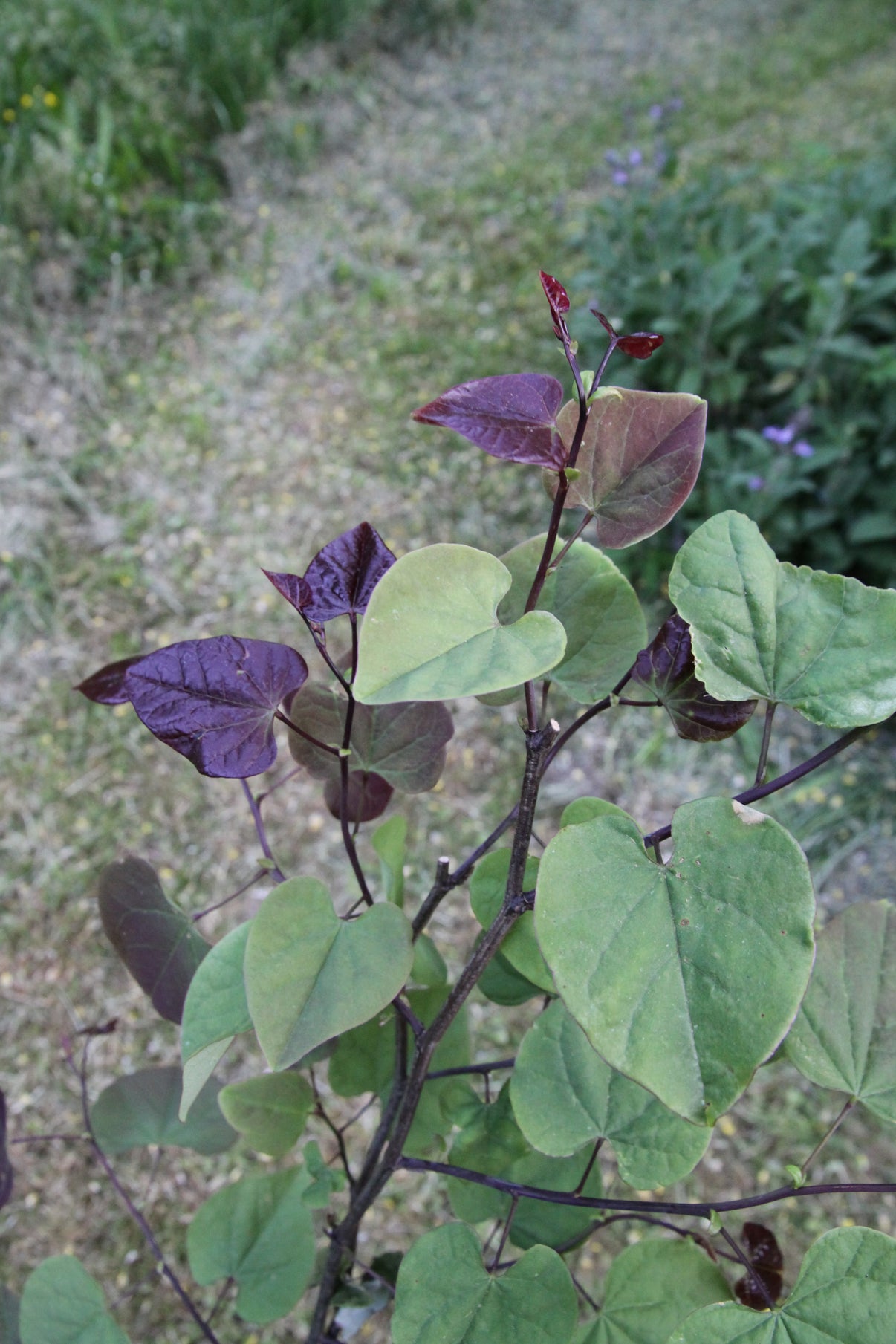 Judasbaum - Cercis canadensis 'Red Force' – Hot Plants